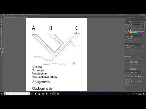 BIOL 6330 Unit 3 3 1 Paralogy Gene Loss and Gene Mapping - YouTube