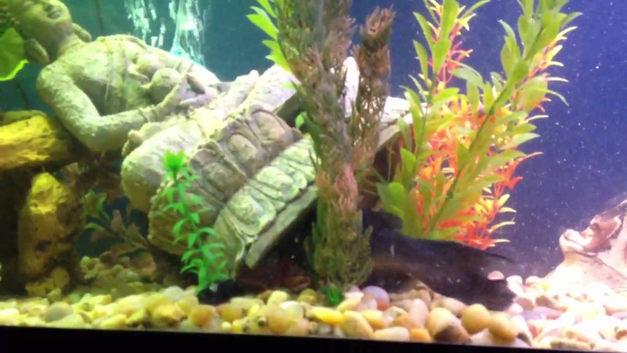 12 inch large channel catfish - YouTube