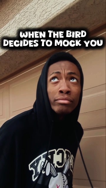 Wow is that a mocking bird #funny #comedy #memes #skits - YouTube