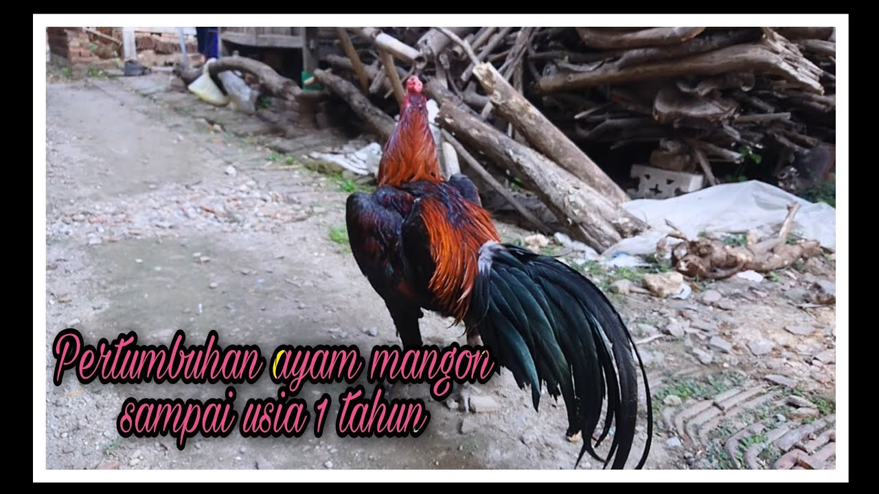Pertumbuhan Ayam Mangon Sampai Usia 1 Tahun - YouTube