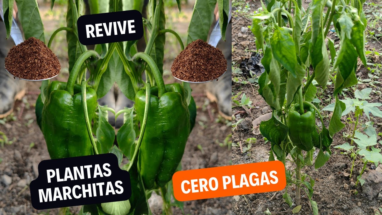 Revive tus plantas marchitas afectadas por las plagas | Cero Plagas ...