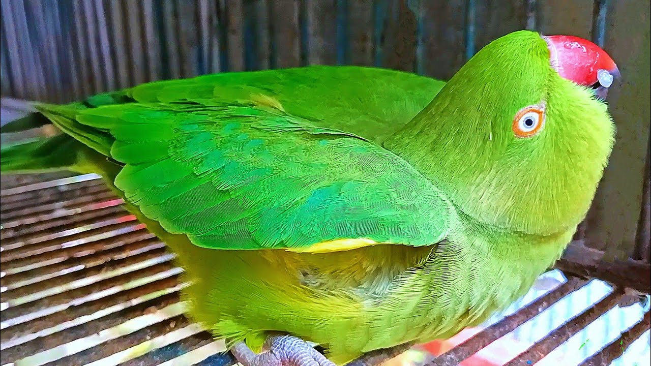 Female Ringneck Parrot Mating Soundsvoice Youtube