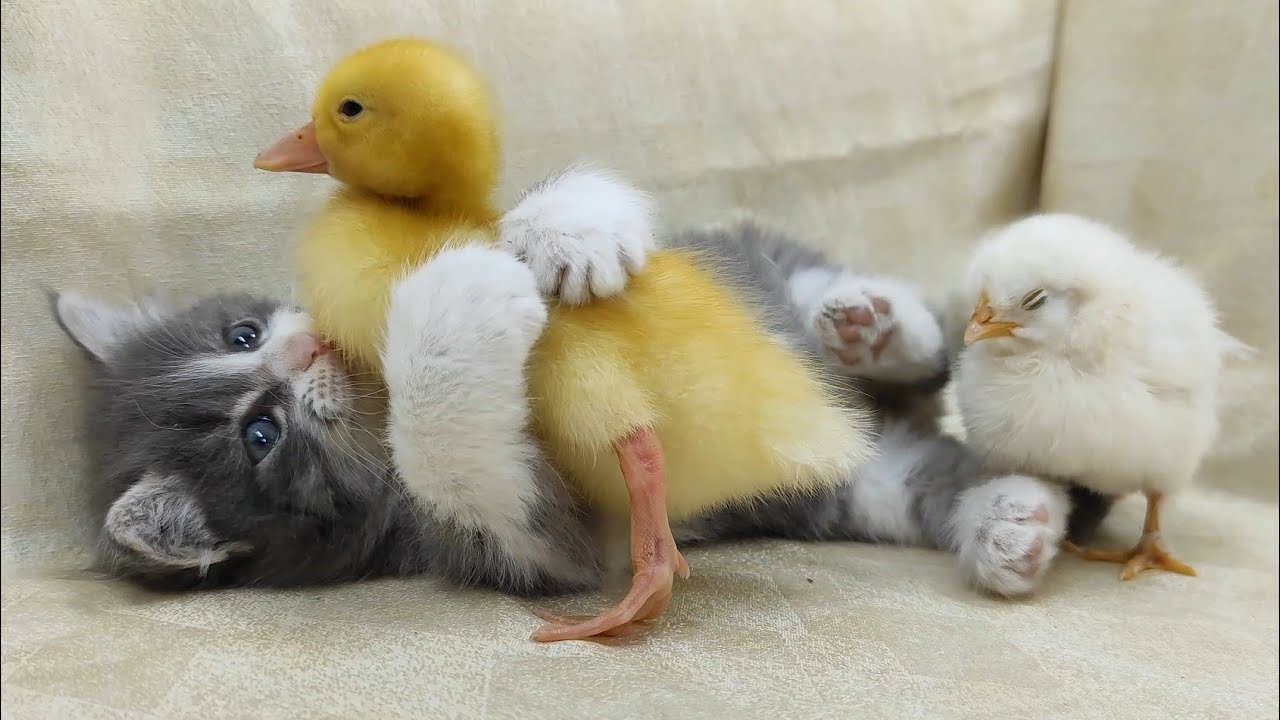 Unforgettable Cuteness Alert: Cute Kitten, Chick, and Duckling's ...
