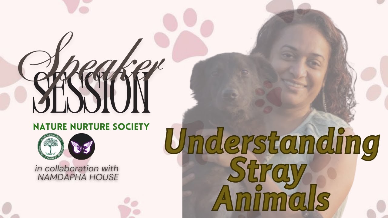 Understanding Stray Animals - YouTube