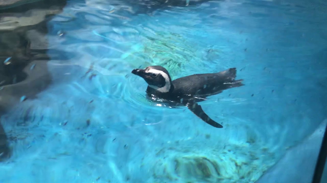 Shedd Aquarium - Polar Play Zone - penguins 3-21-18 - YouTube