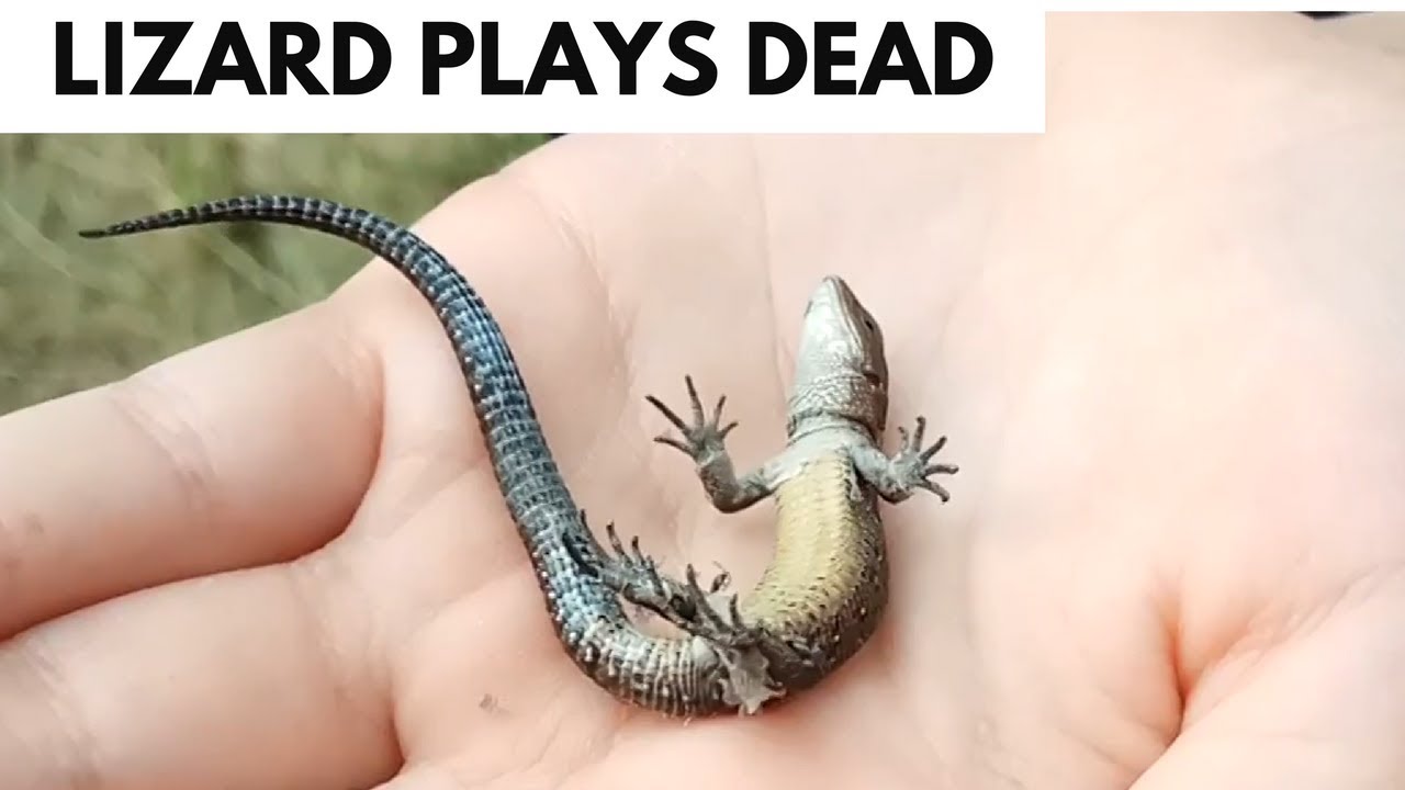 Lizard plays dead (Thanatosis) to escape a child [Lizard Survival ...