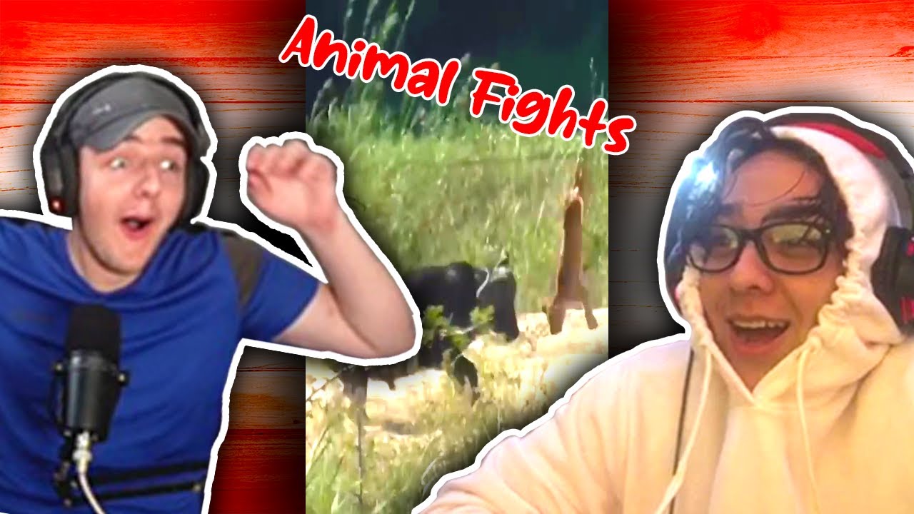 35 TIMES ANIMALS MESSED WITH THE WRONG OPPONENTS Reaction YouTube