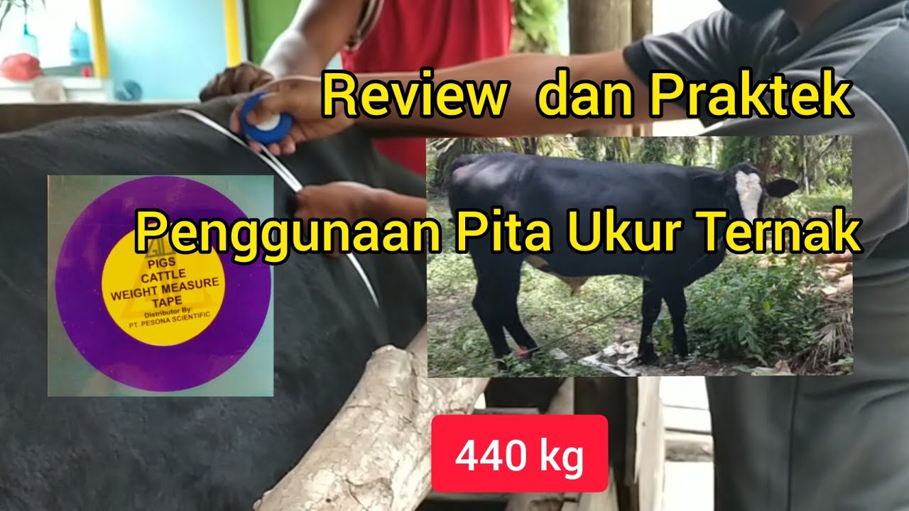 Review dan Cara Pengukuran Berat Badan Sapi Dengan Pita Ukur Ternak ...
