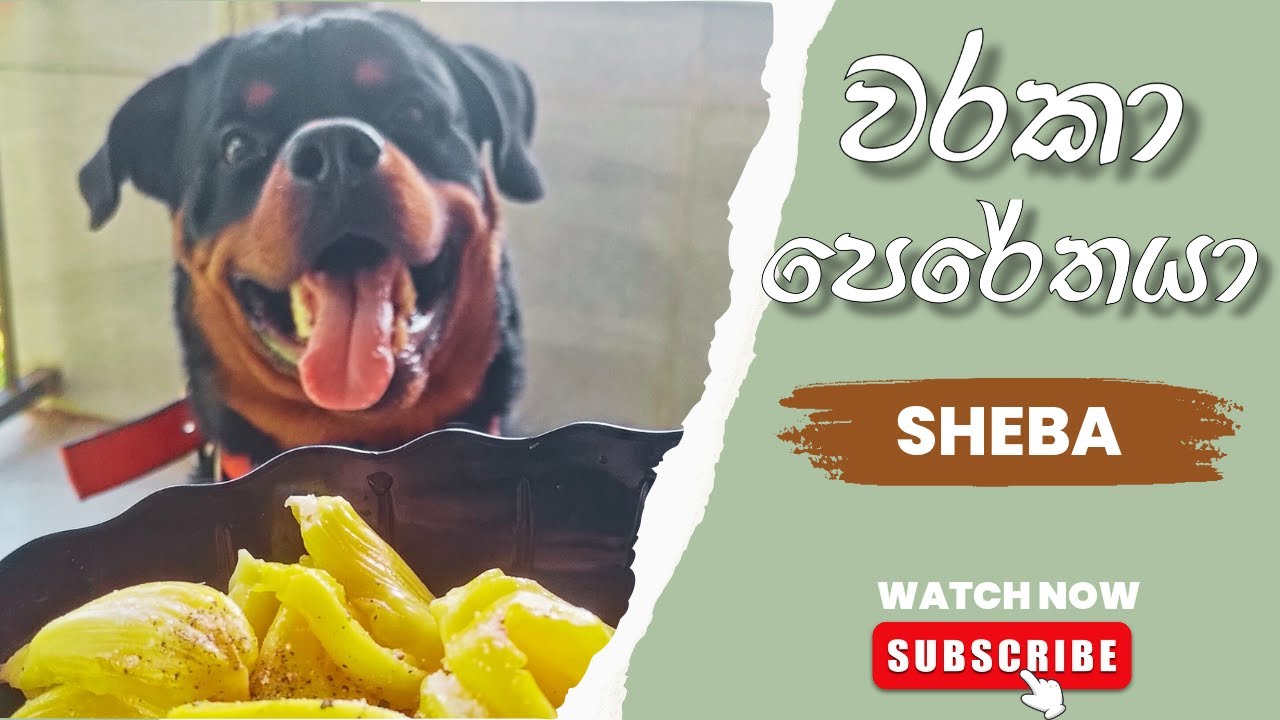 පැණි වරකෙ 🤪 Greedy Sheba #Sheba #Fruits #Dog - YouTube
