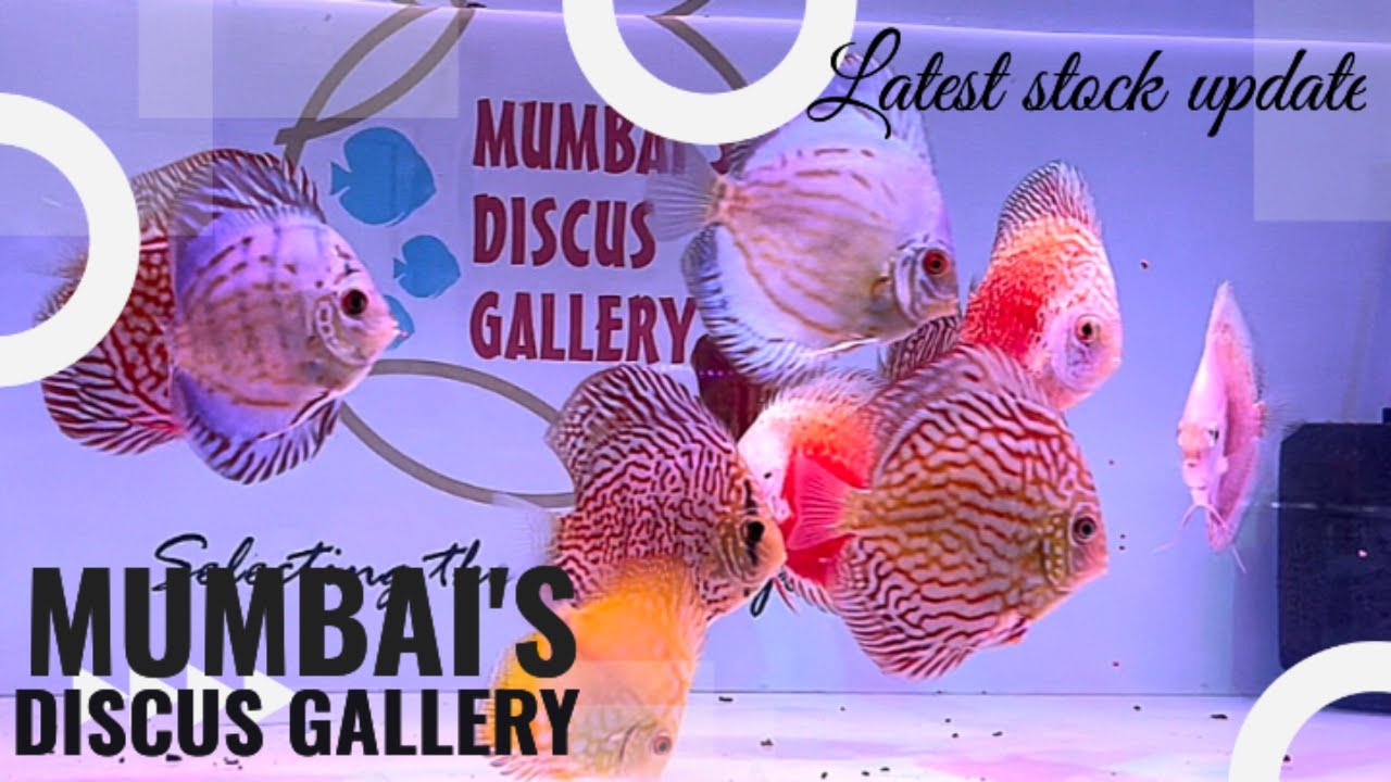 Mumbai's Discus Gallery | latest stock update | discus fish for sale ...