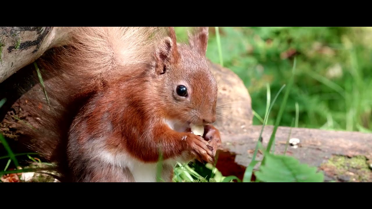 Red squirrel | 4K - YouTube