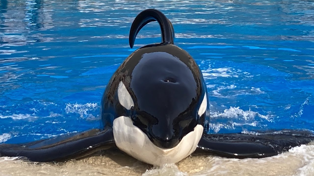 Killer Whales Up Close Tour with Kalia/Ulises - December 2, 2022 ...