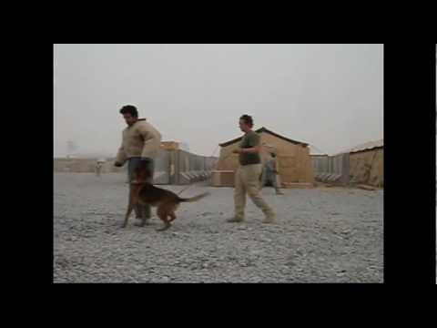 AMK9 Afghanistan Bomb / Patrol K9 Bite Work - YouTube
