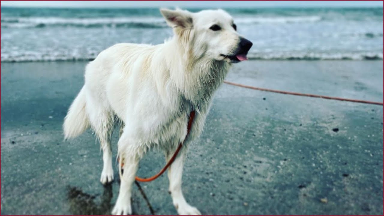 White swiss shepherd cutest guard dog videos 2020 - YouTube