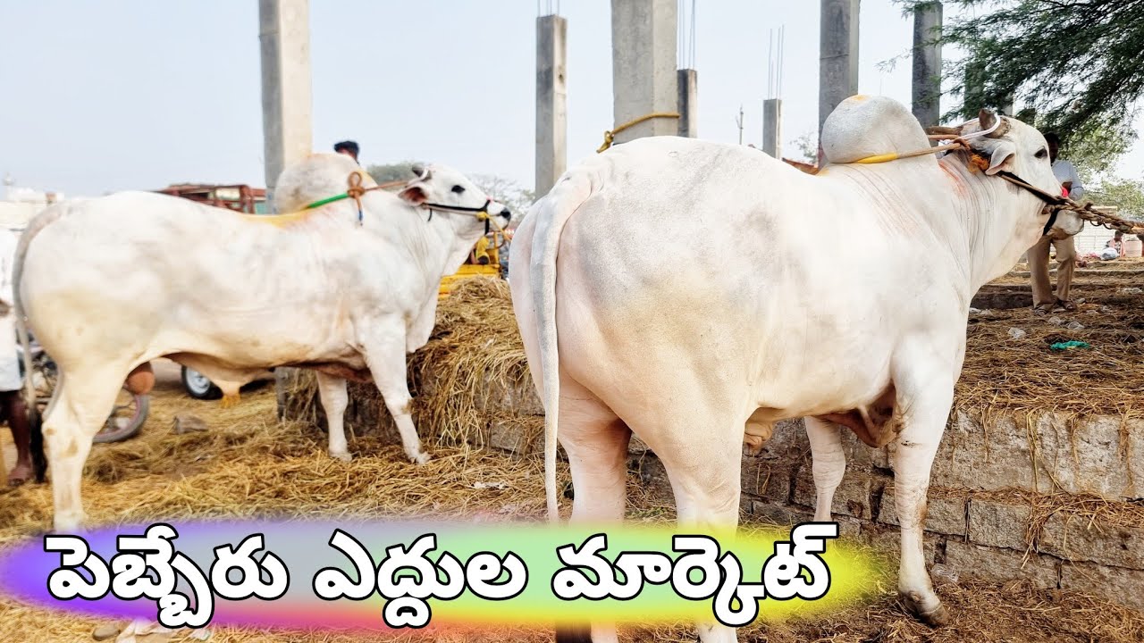 pebbair ox market-ongole bulls market-rk bulls channel-ongole cow ...