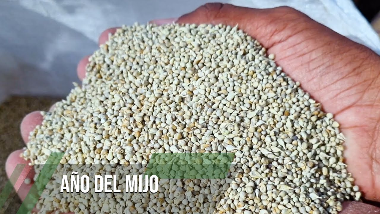 Año del mijo - TvAgro por Juan Gonzalo Angel Restrepo - YouTube