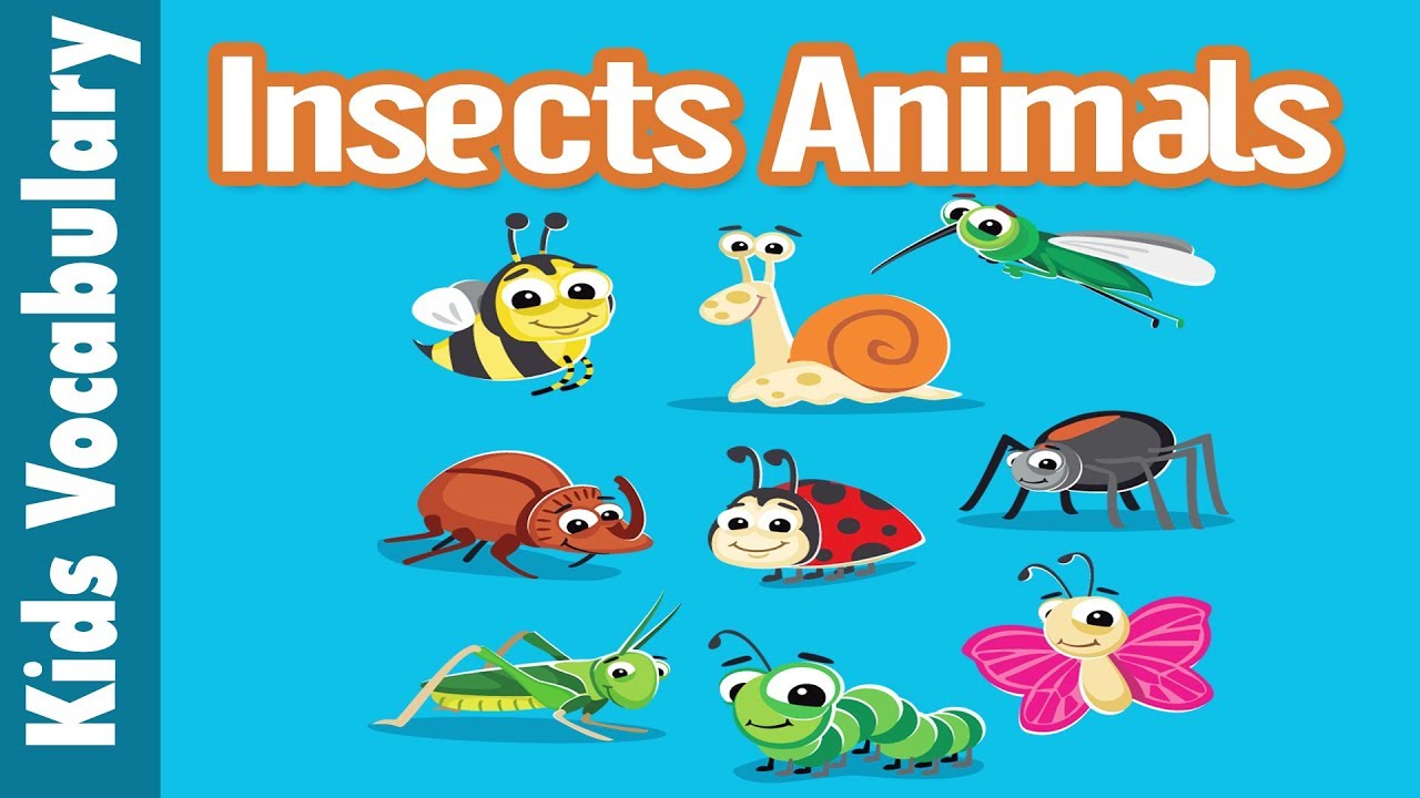 Kids Vocabulary - Insects Animals for kids - Learn aminals for kids ...