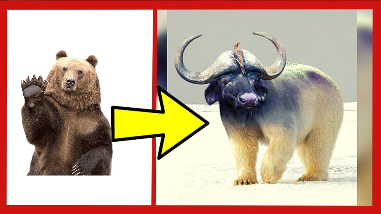 BEAR ANIMALS TRANSFORMATION PART 1 Cow, Giraffe, Dog,Goose,Lion, Bird ...