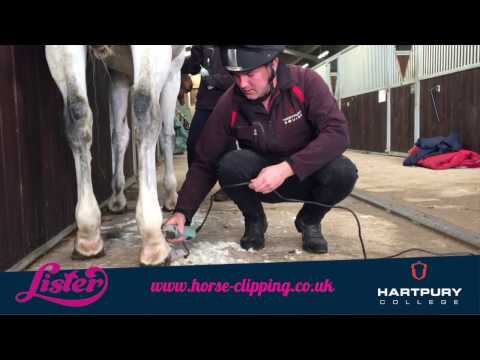 Full Clip - Hind Leg