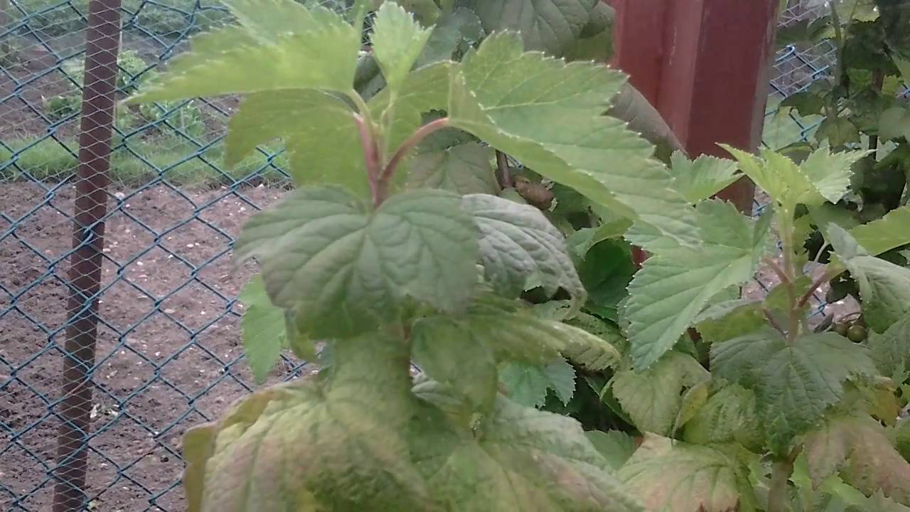 "Allotment Fruit Cage Tour" Rhubarb, Raspberries, Currants ...