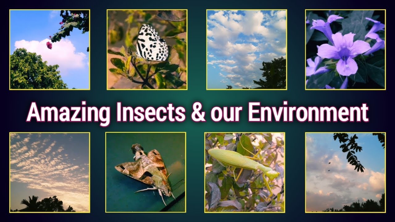 Amazing Insects with our Environment | Best Nature Video | Beautiful ...