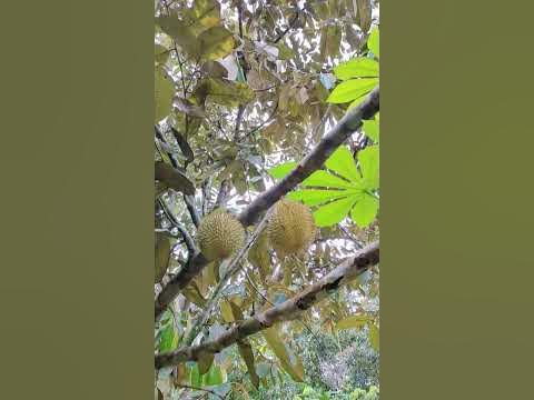 Buah Hutan Mirip Durian?? #kalimantan - YouTube