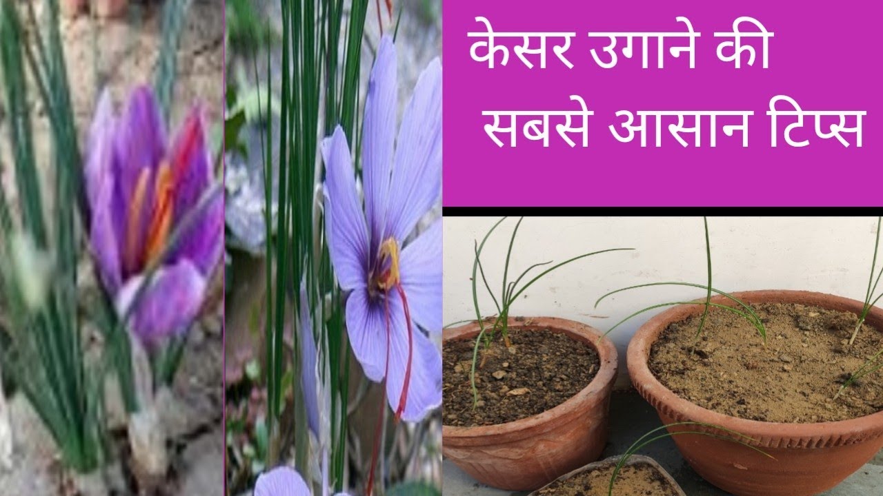 केसर उगाने की सबसे आसान टिप्स Kesar ugane ki sabse Aasan tips - YouTube
