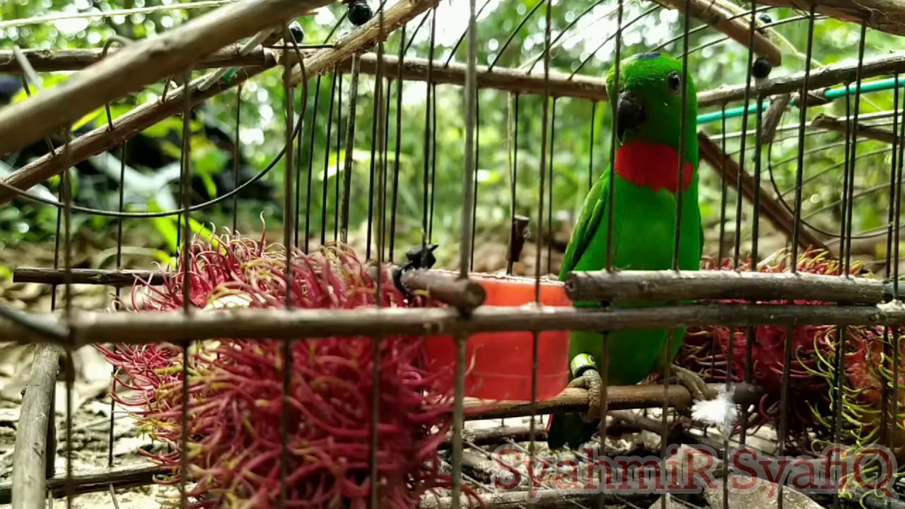 POWER KING!! Denak Pemikat Burung Serindit Dada Merah Garang & Hasil ...