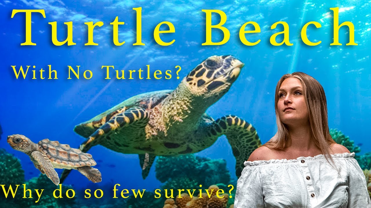 Visiting Turkiye's ONLY Turtle Sanctuary - Turtle Beach, Dalyan - YouTube