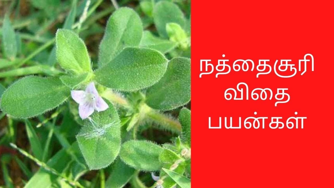 nathai soori benefits in tamil | நத்தைசூரி பயன்கள் | Benefits Ulagam ...