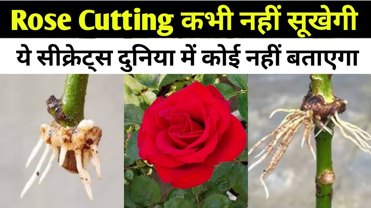 Rose Cuttings कभी भी नहीं सूखेगी.Rose plant care. Rose plant growing ...