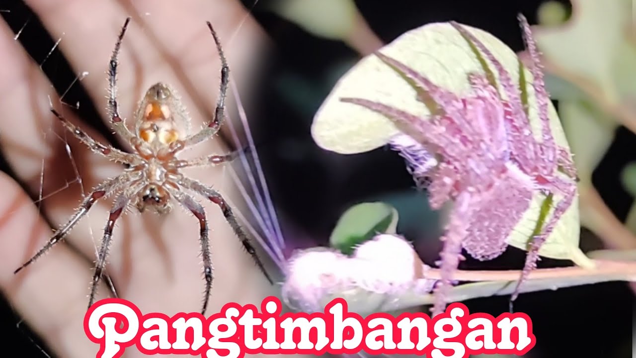 Spider Hunting /(Part 1) Nag tabi2x lang ang mga gagamba... - YouTube