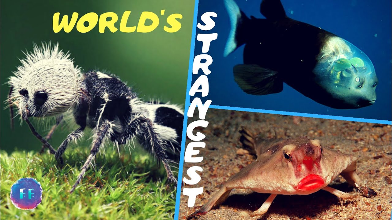 Five Unseen Strange Creatures On Earth | Facts Factory - YouTube