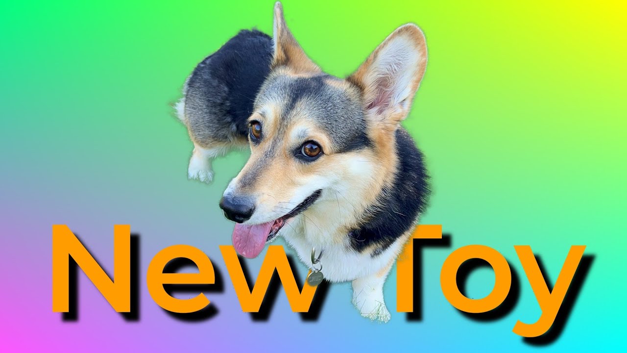 Molly the Corgi playing with her new toy ️ - YouTube
