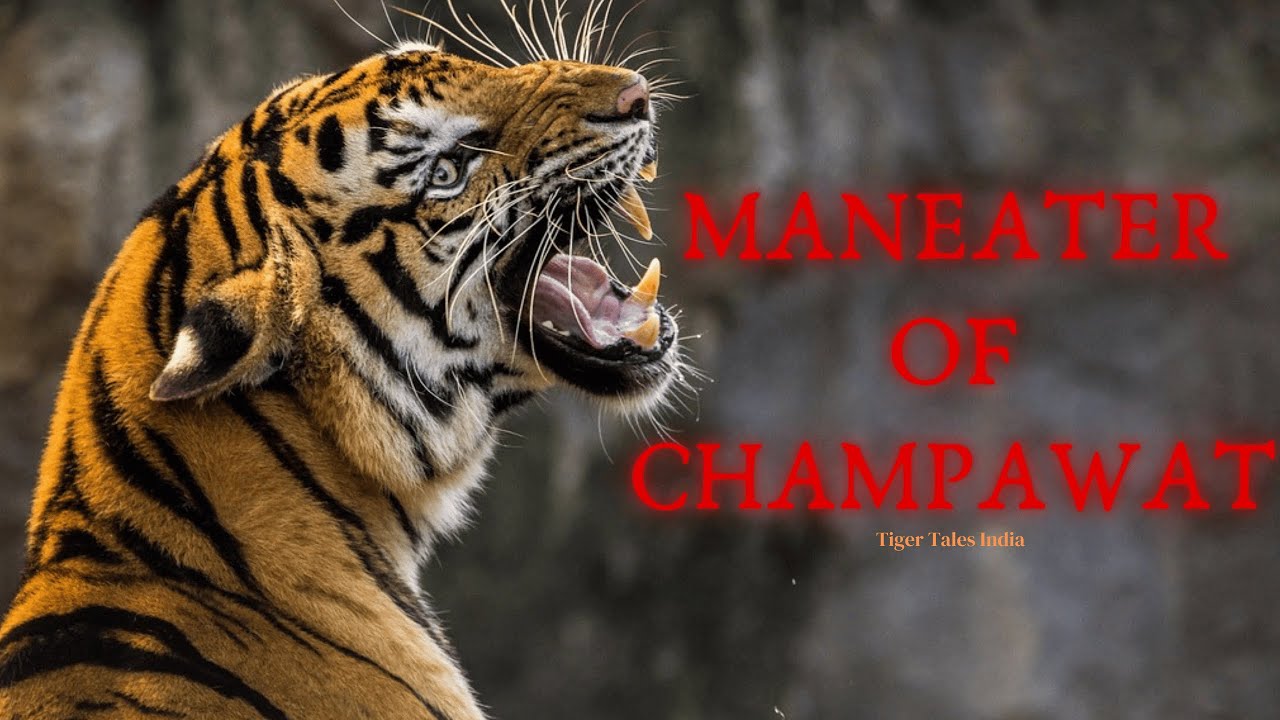 Maneater of Champawat. Story of a tiger that killed 436 humans. A world ...