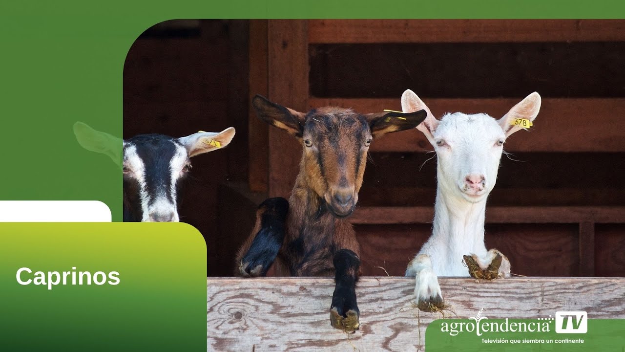 CAPRINOS EN 2 MINUTOS - YouTube