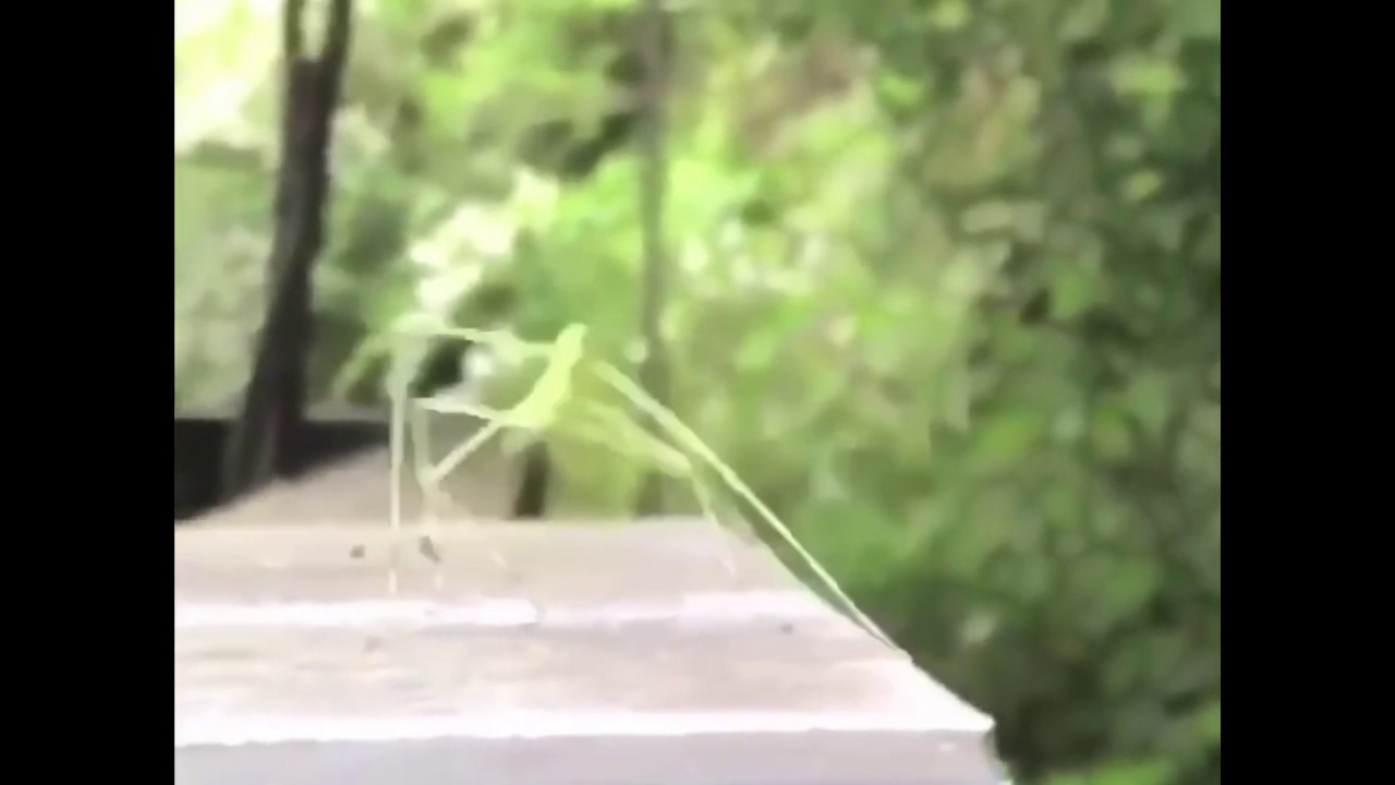 Stick Insect - Smash Bros Version | Meme - YouTube