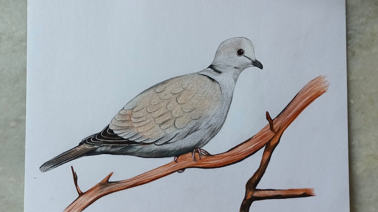 Eurasian collared dove drawing with coloured pencils#birdsdrawing # ...
