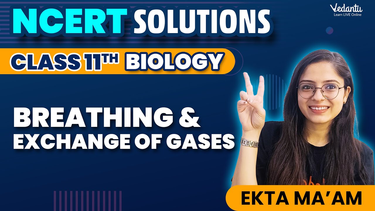Breathing & Exchange of Gases Class 11 Biology | Chapter 14 NCERT ...