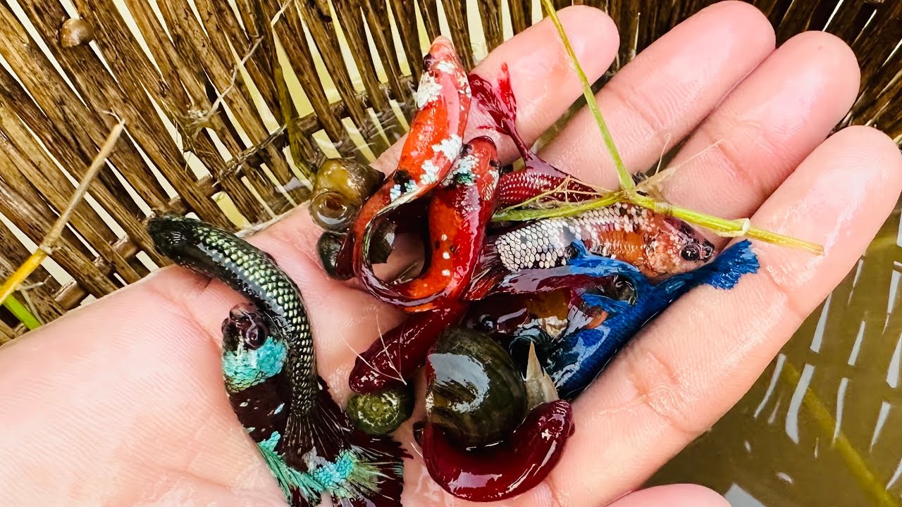 This Place So many Betta Fish from Rice Fields We Found Amazing Betta ...
