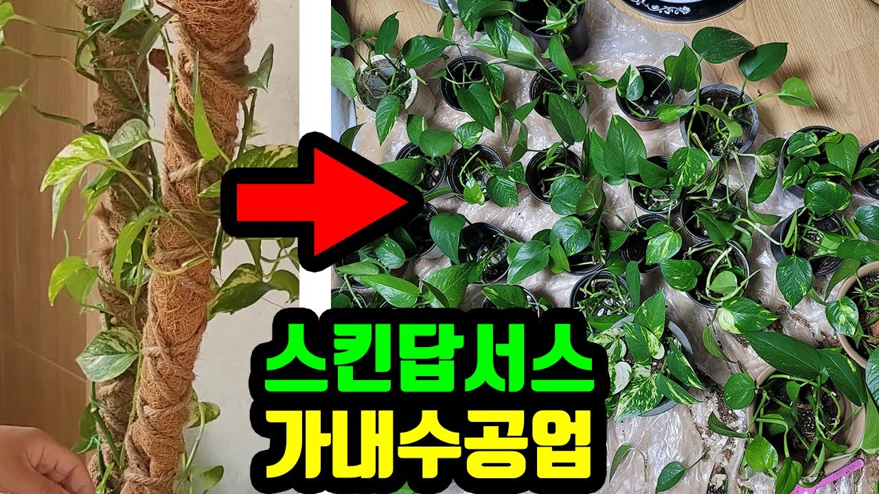 오래 키운 대왕 스킨답서스를 잘라서 번식해보았어요 cutting and propagating and staking my old ...