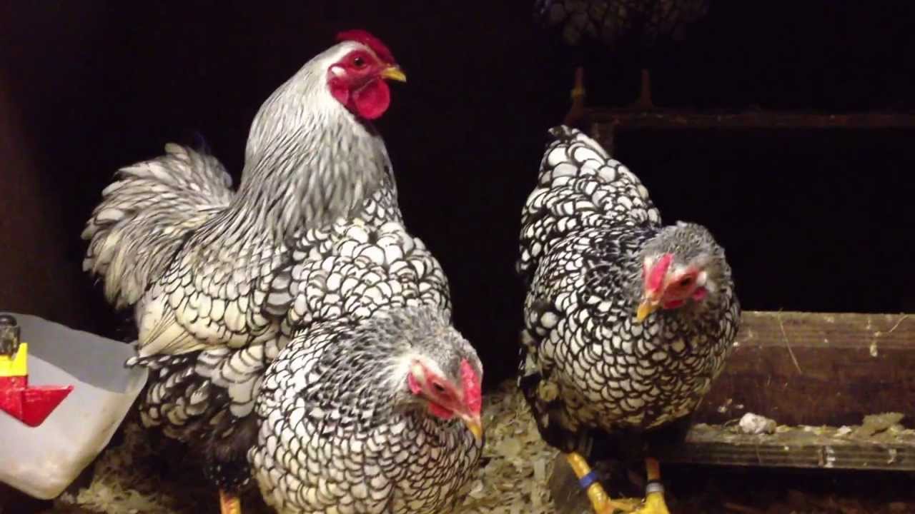 Silver Laced Wyandotte Bantam