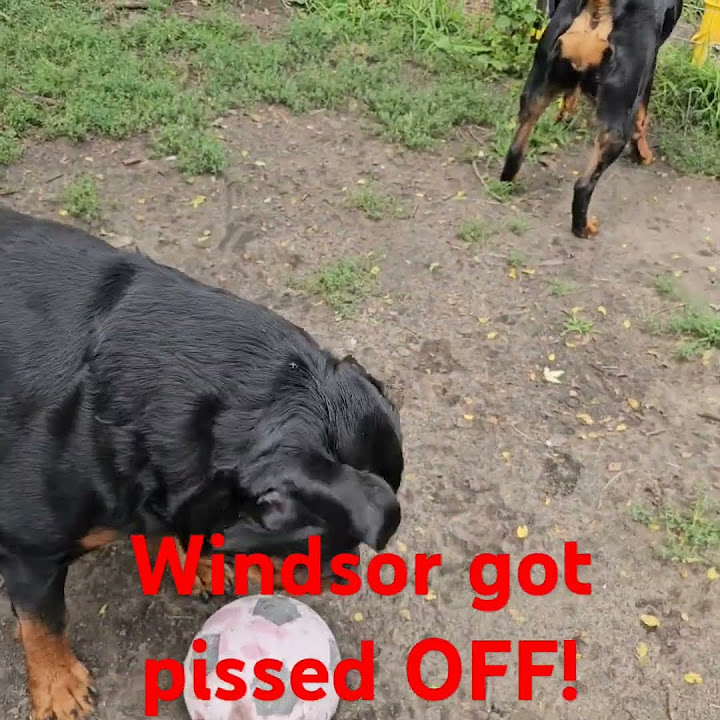 Kahlua pissed Windsor Off!#dogs #pet #pets #petowner #dog #doglover #doglovers #rottweiler # ...