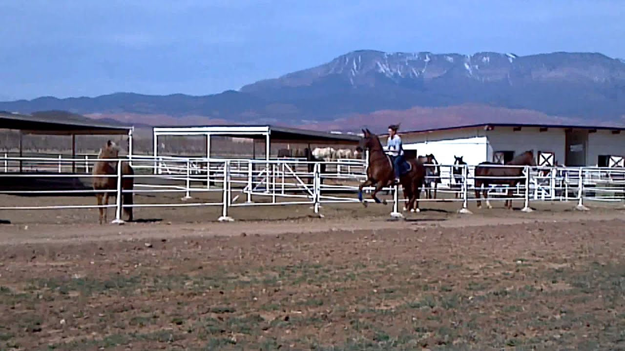 Venom canter left lead - YouTube