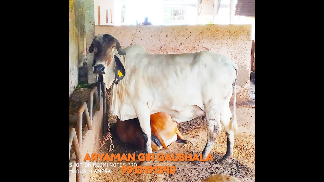 GIR GAUMATA IS _WORLD_BEST GAUMATA AT PRESENT TIME...!!!!! - YouTube
