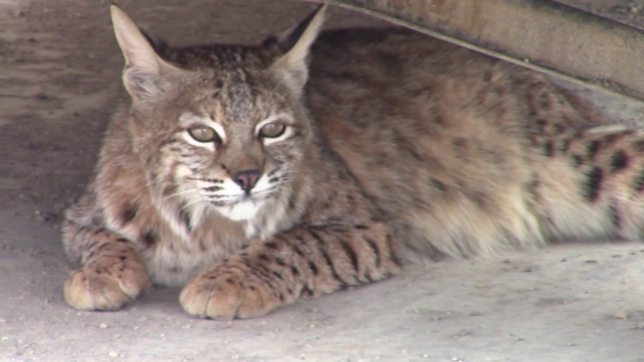 Bobcat hunting rabbits during Pandemic A fascinating action drama - YouTube