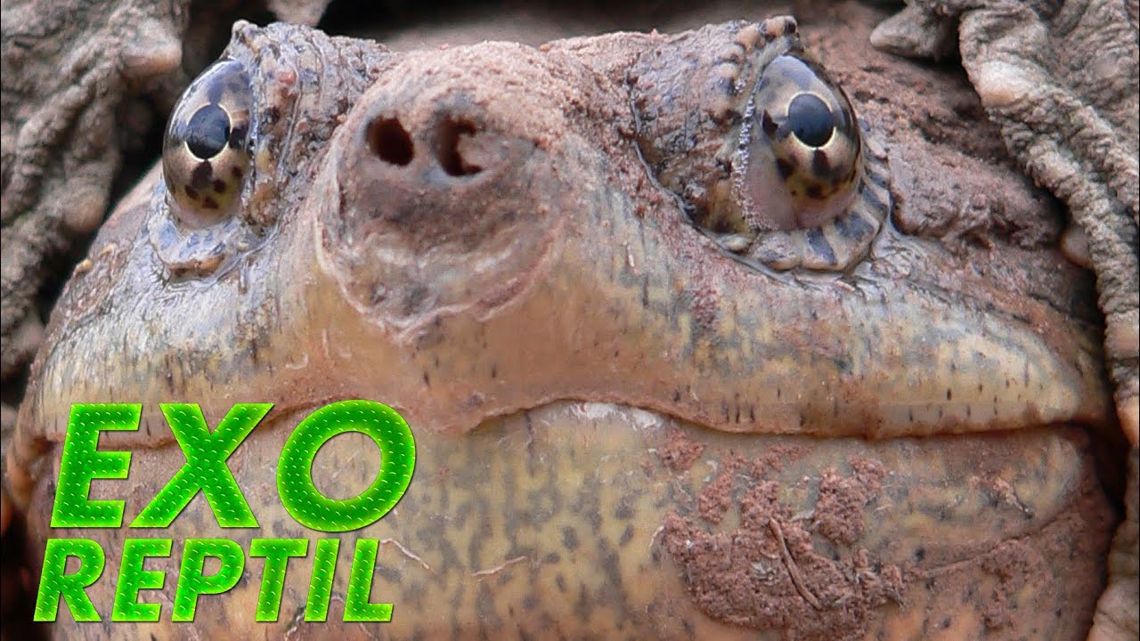 Exo Reptil - Tortuga Mordedora ( Chelydra serpentina ) - YouTube