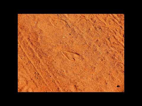 Spore in die sand - YouTube