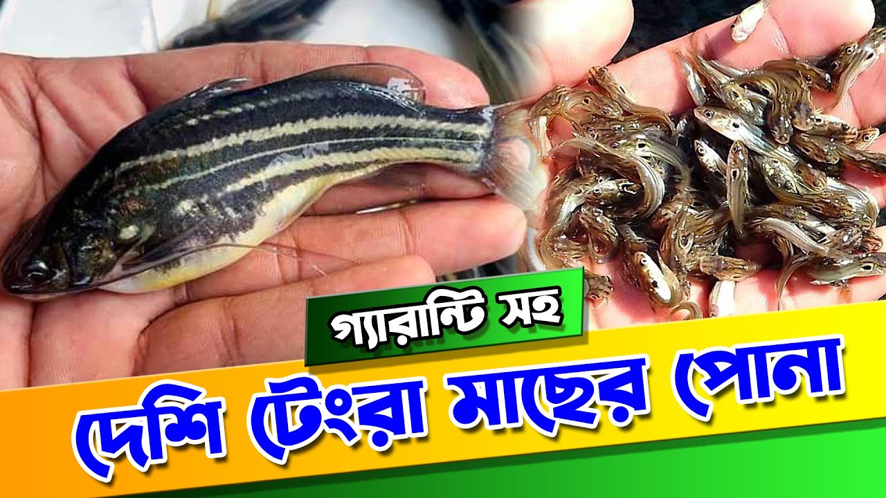 কেজিতে ১৫০০ লাইনের অরিজিনাল দেশি টেংরা মাছের পোনা। Striped Dwarf ...