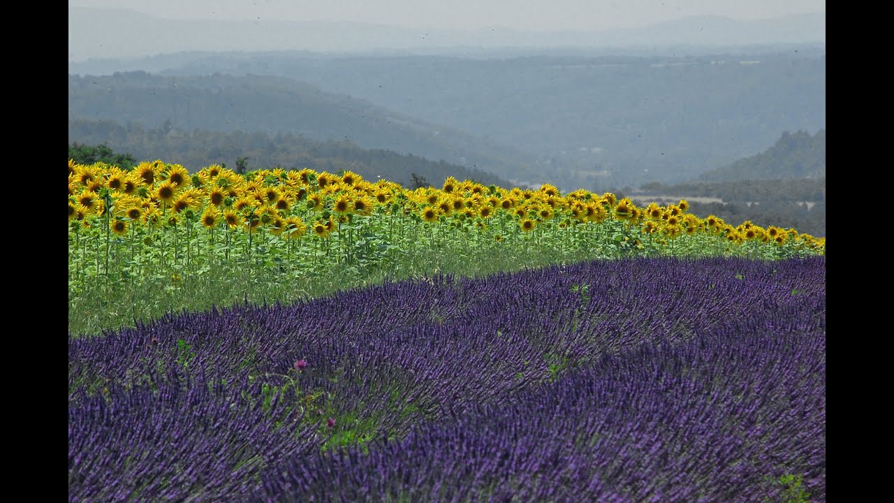 Lavanda in Provenza - Lavande en Provence - YouTube